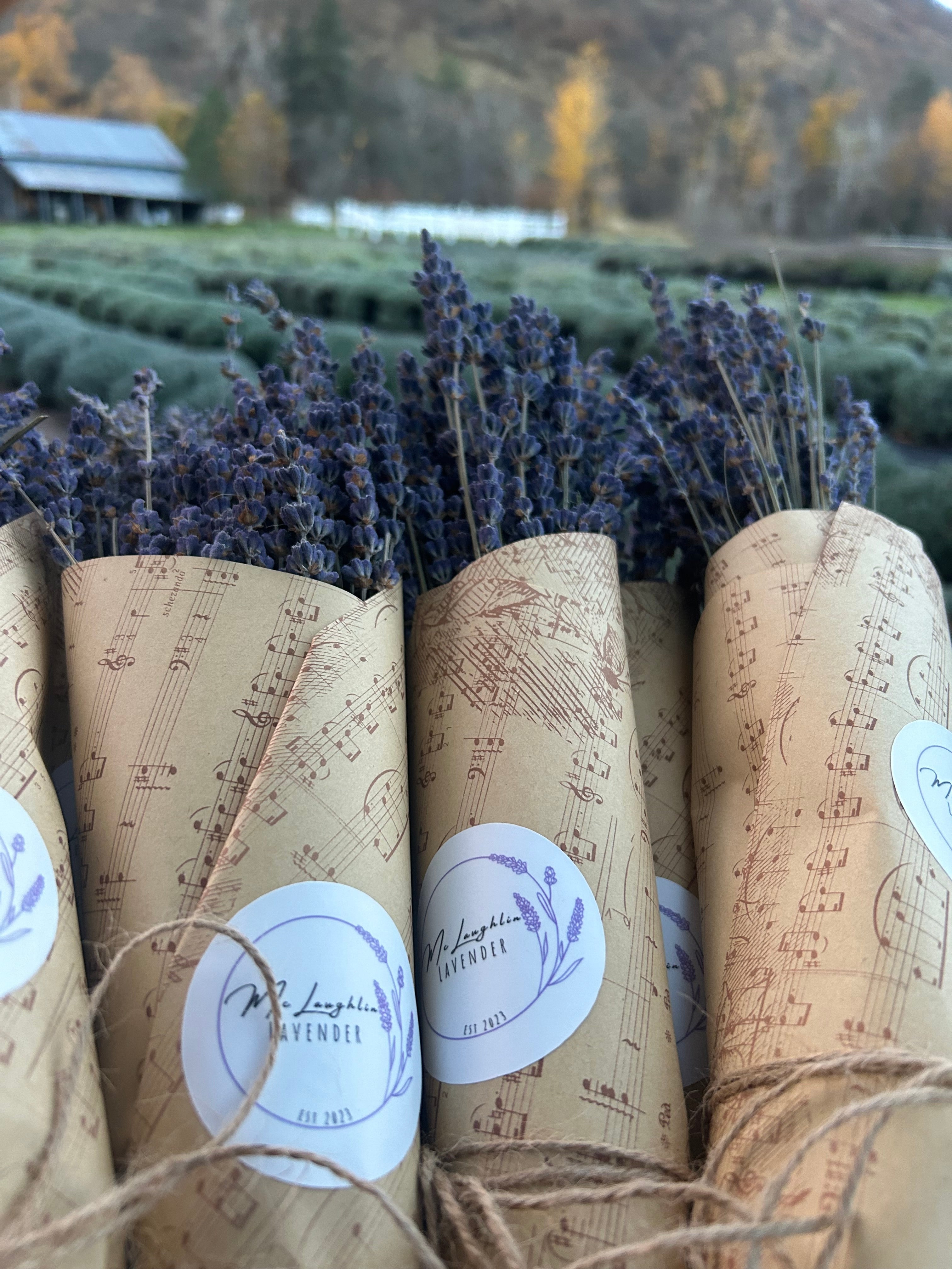 Lavender Bloom - Where the Journey Began – Among the Trees Botanical ...